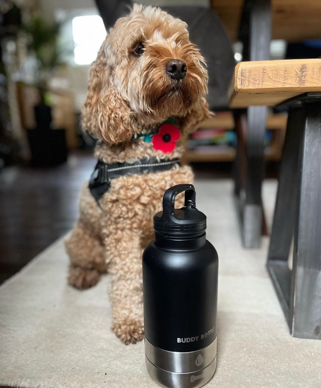 BuddyBottle - convenient and leakproof water bottle for dogs – BUDDYBOTTLE