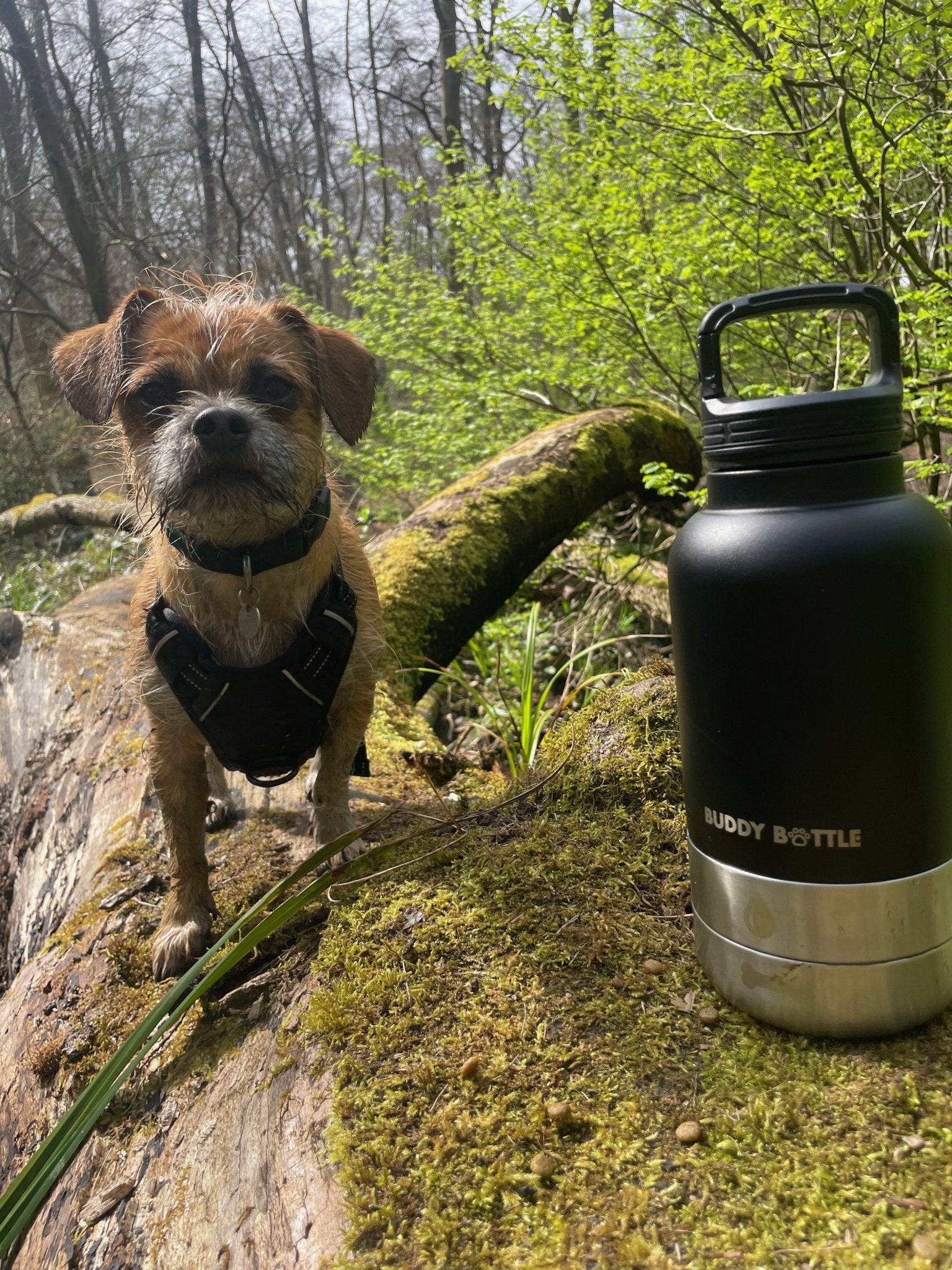 BuddyBottle - convenient and leakproof water bottle for dogs – BUDDYBOTTLE